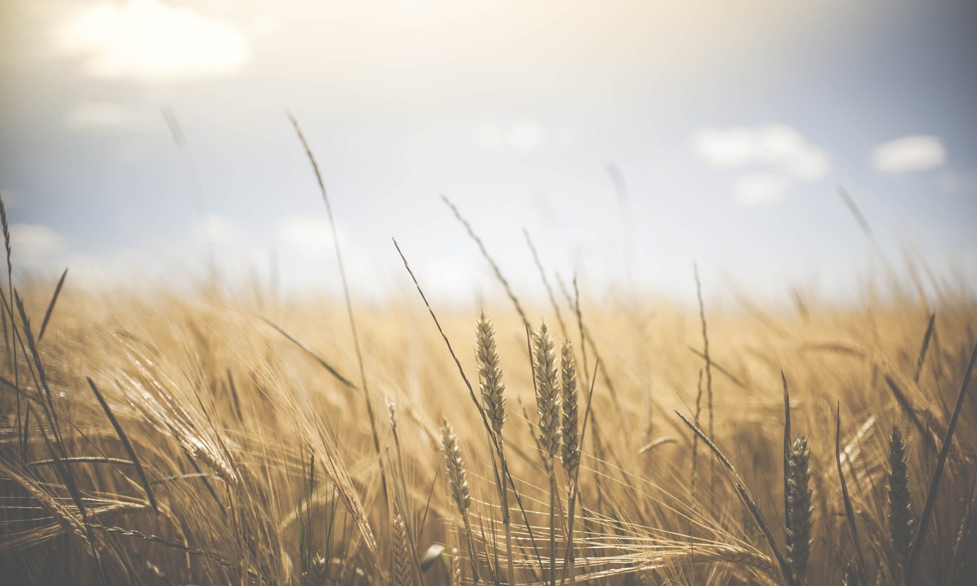 South Grains – Special Crops from Latin America to all the world ...